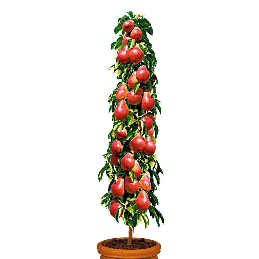 Păr columnar semitimpuriu Decora, în ghiveci | Păr | Pomi fructiferi ...