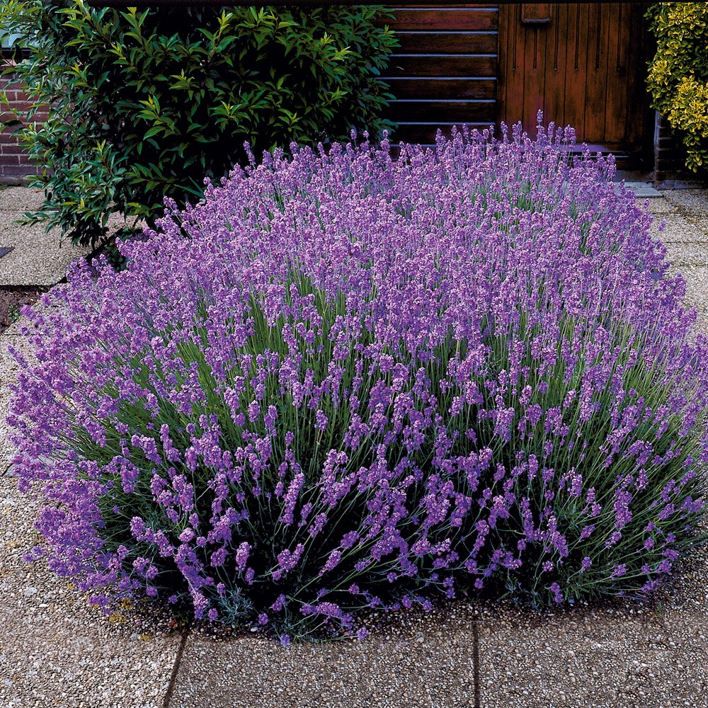 Levănţică albastru-violet (3 buc) | Plante perene cu creștere înaltă și ...