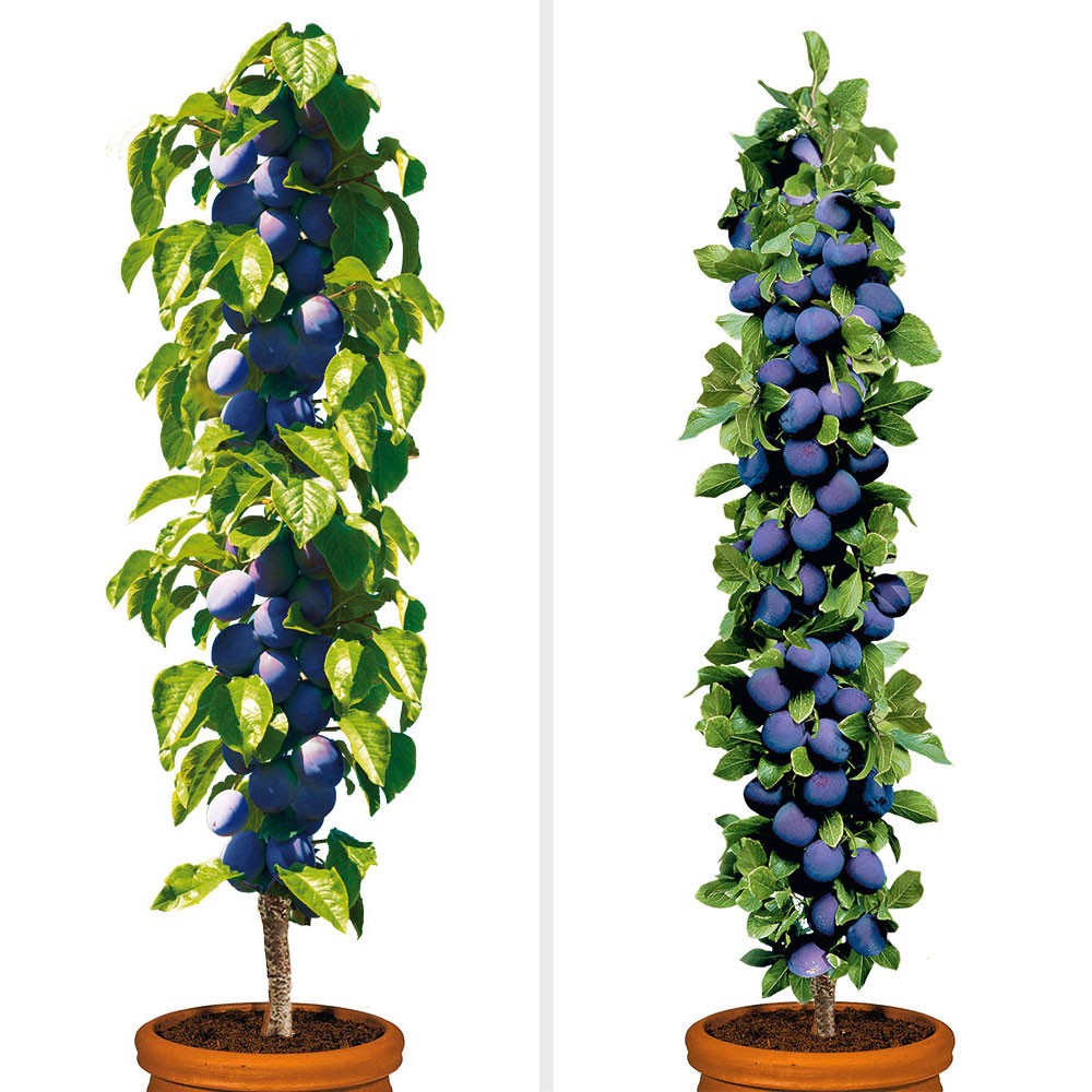 2 Pomi columnari (Imperial + Fruca) | Seturi pomi fructiferi | Pomi ...