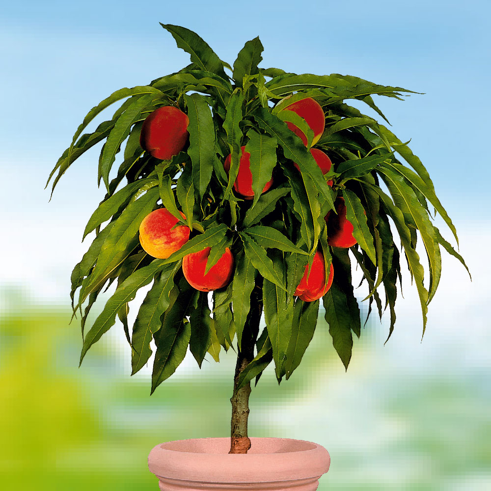 Piersic pitic | Piersic, nectarin | Pomi fructiferi | Plante fructifere ...