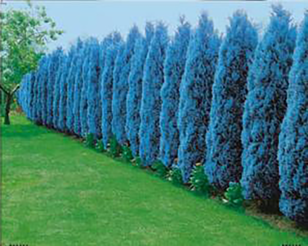 Chiparos albastru (3 buc) | Arbuşti ornamentali | Plante decorative ...