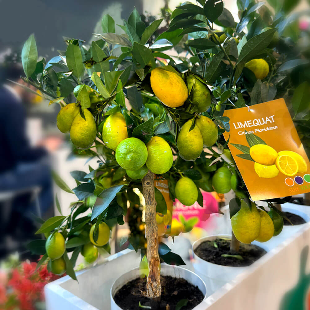 LimeQuat | Plante exotice | Plante fructifere și plante de cultură ...